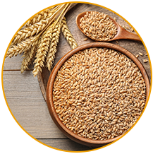 The Science– Indic Roots (Formerly Organic Roots)